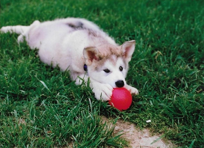 Puppies :: malaczar alaskan malamutes
